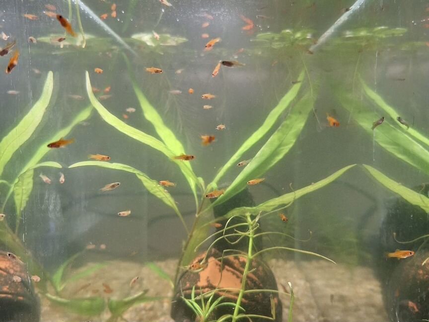 Продам мальков меченосца