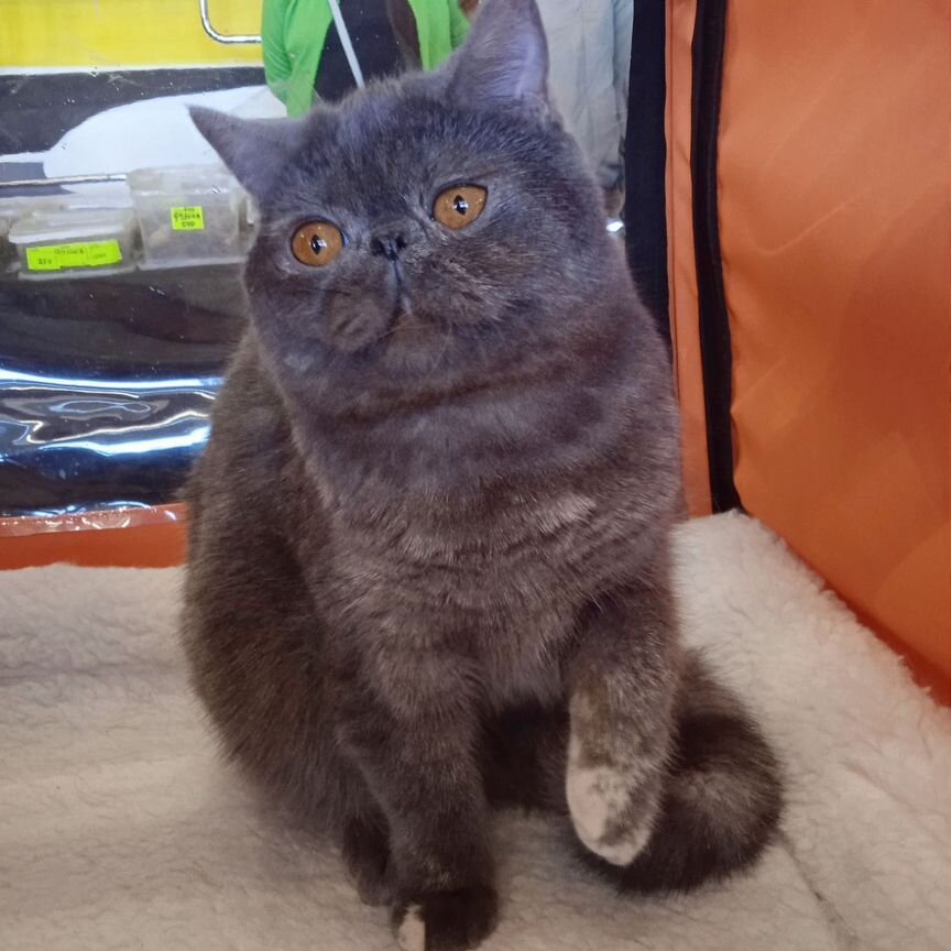 Кошечка экзот редкого окраса