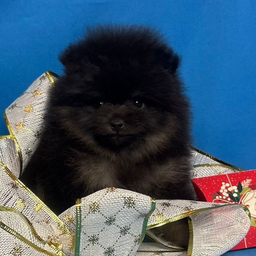 Померанский шпиц, щенок