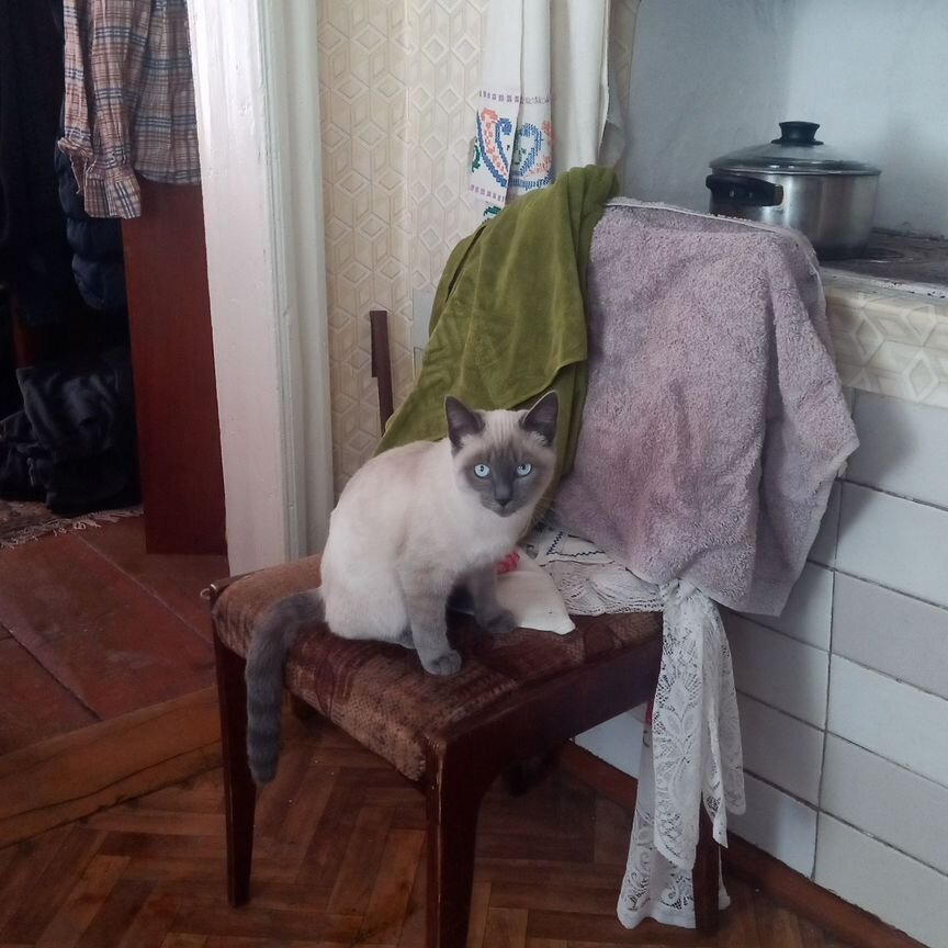 Котик