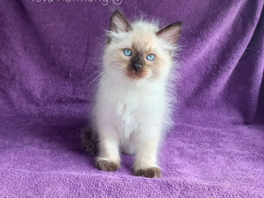 Сибирский котенок