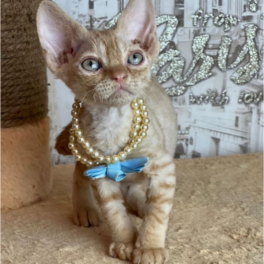 Котята девон-рекс