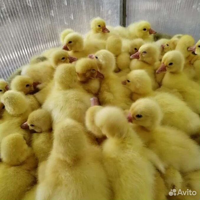 Утята суточные Черри-велли