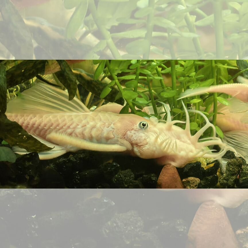 Анциструс L144 Snow White