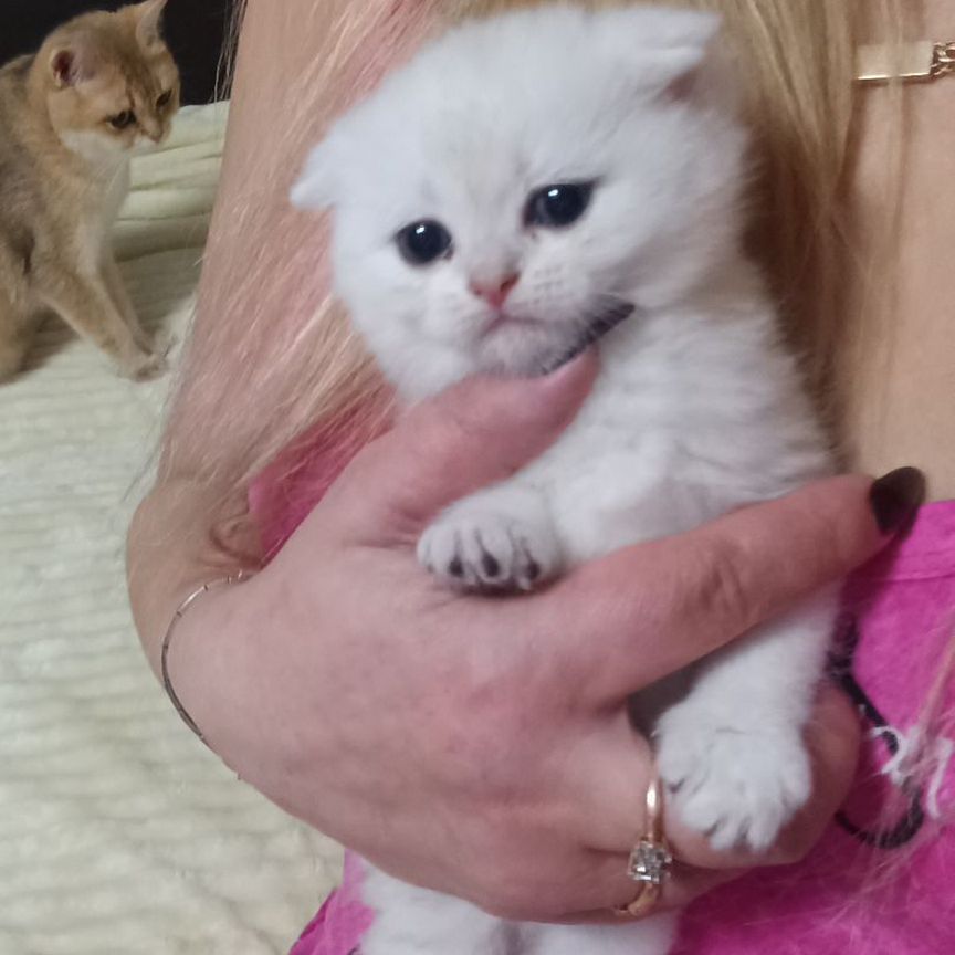 Шотландский вислоухий короткошёрстный котёнок