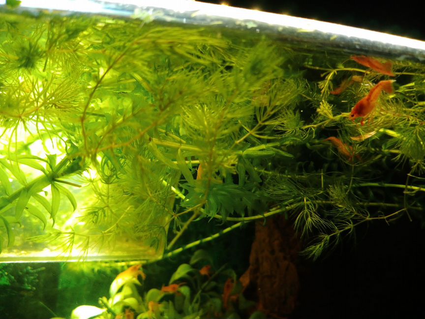 Красные молодые раки