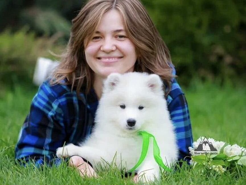 Самоед щенок мальчик