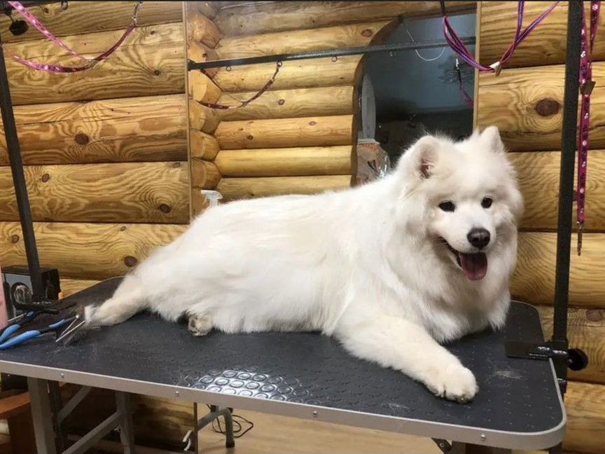 Стол для груминга складной (не китай)