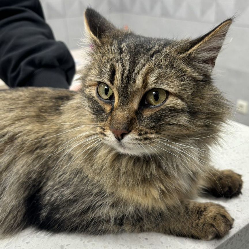 Взрослая кошка в добрые руки