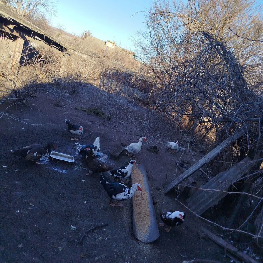 Индоутки живым весом