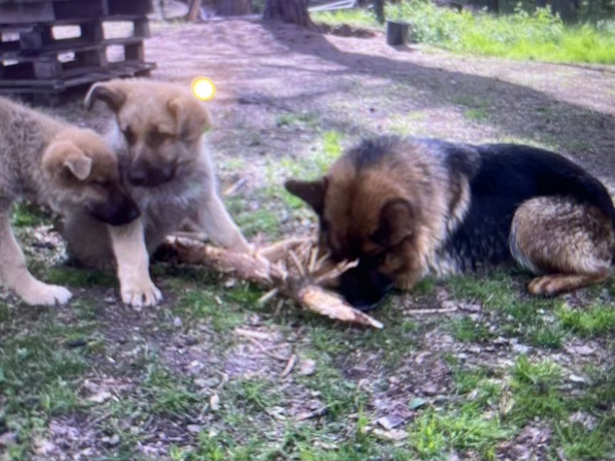 Щенки немецкой овчарки