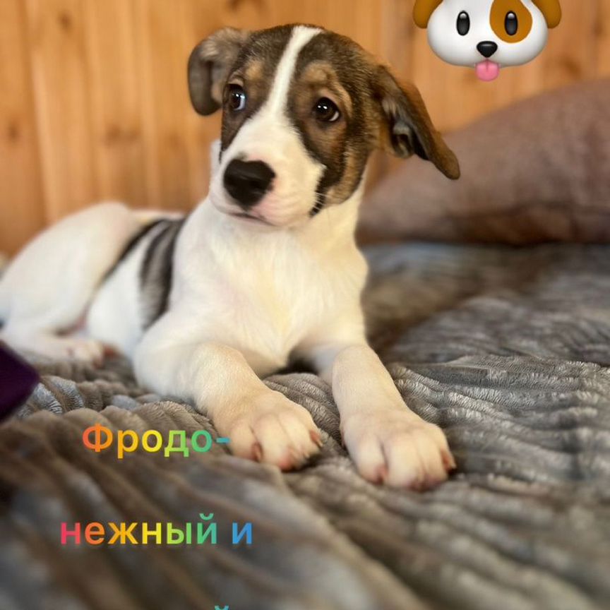 Щенки в добрые руки