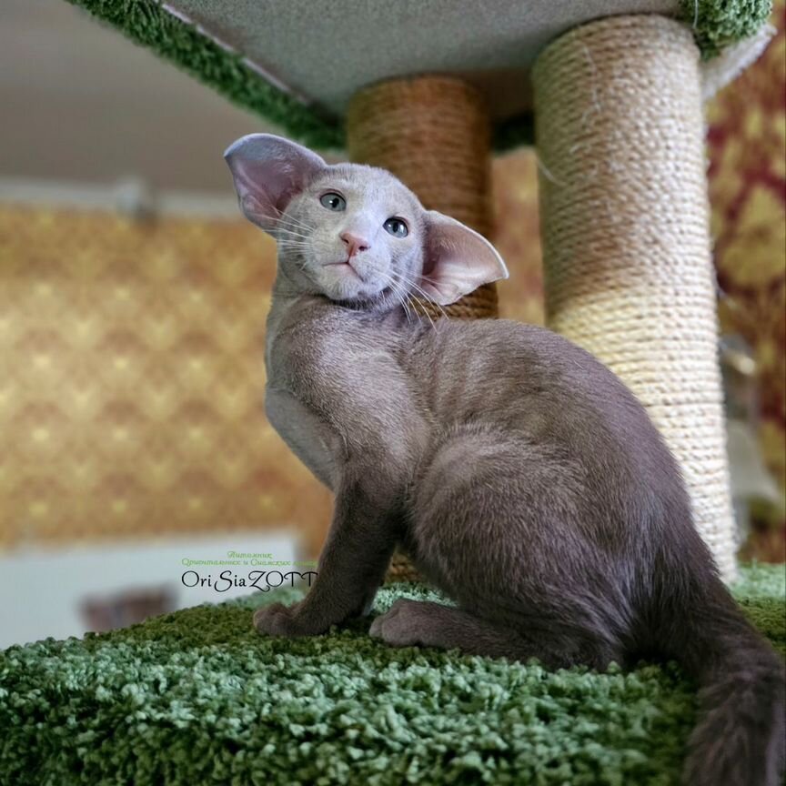Ориентальный котенок экстрим