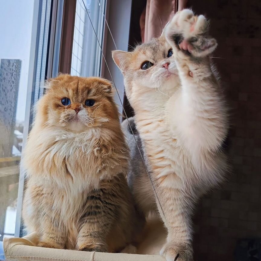 Британский и шотландский котики синие глаза