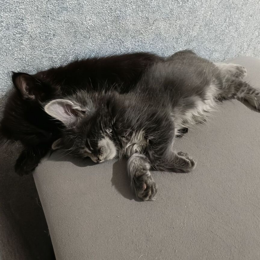 Мейн-кун котёнок