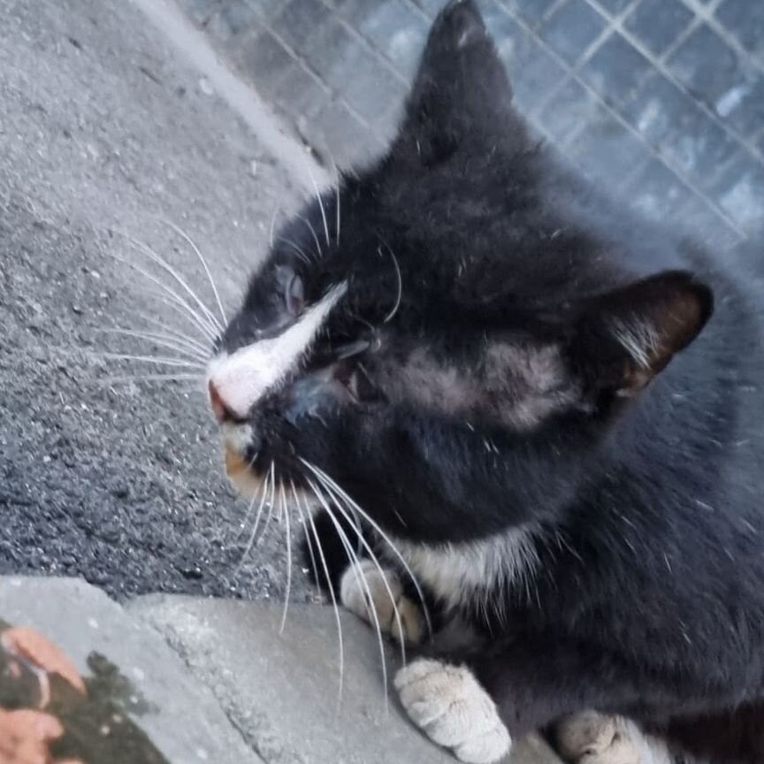 Взрослый кот в добрые руки