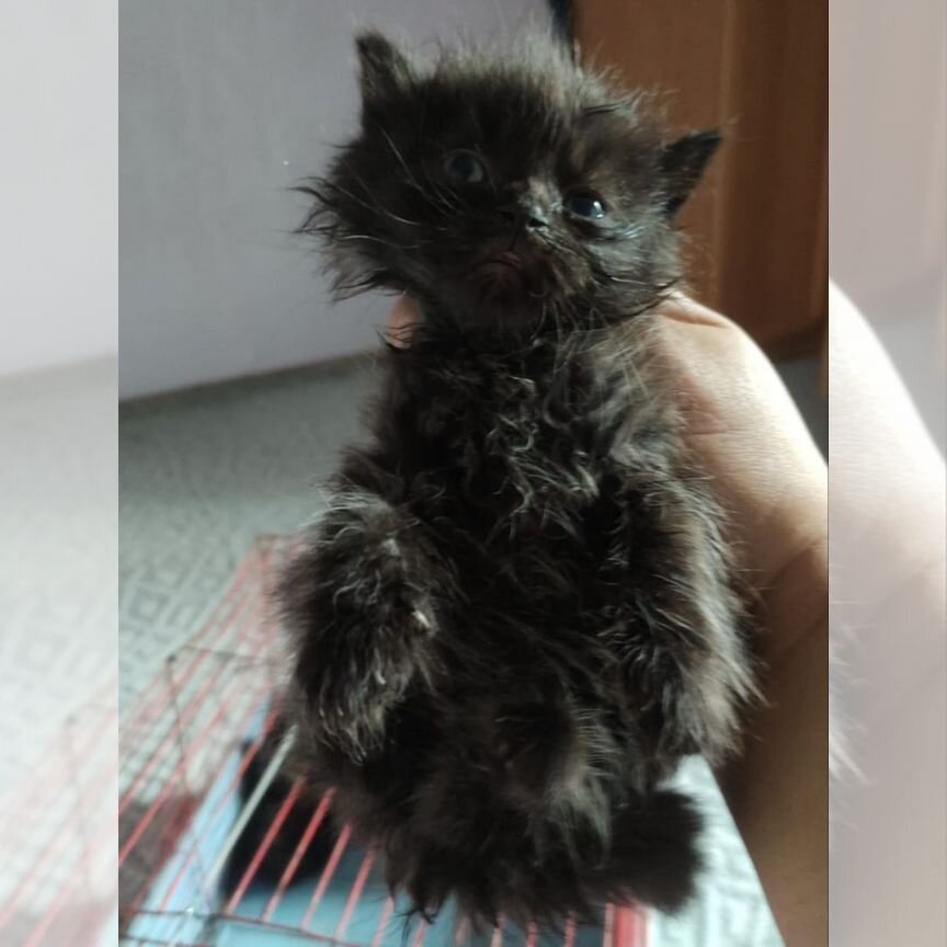 Котёнок в добрые руки