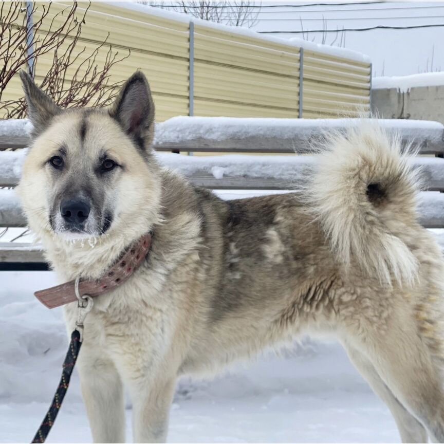 Западносибирская лайка, взрослый пёс