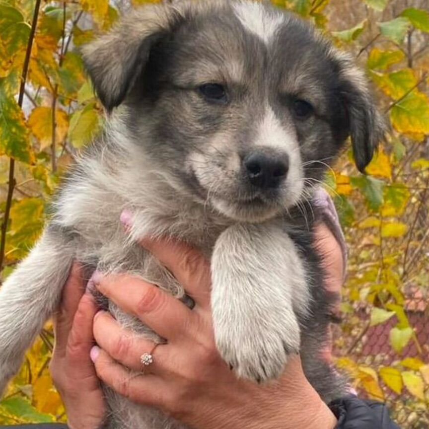 Малышам очень нужен дом