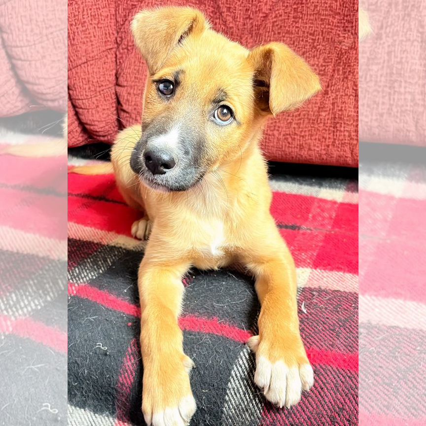 Щенок в добрые руки