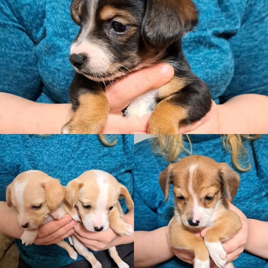 Домашние животные собаки щенки бесплатно