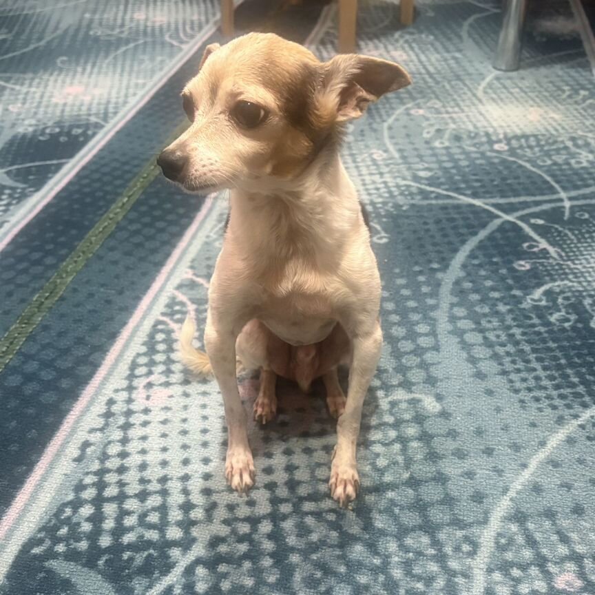 Взрослая собака в добрые руки