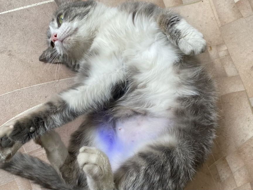 Невская маскарадная