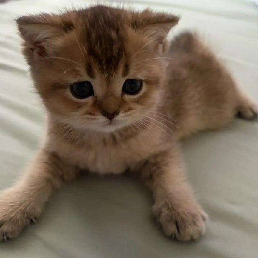 Шотландский вислоухий короткошёрстный котёнок