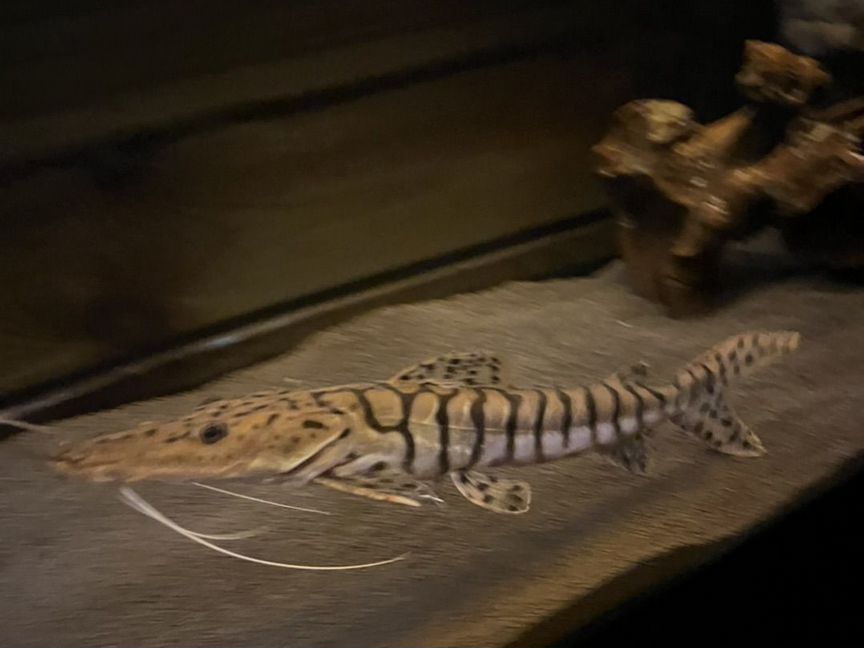 Псевдоплатистома