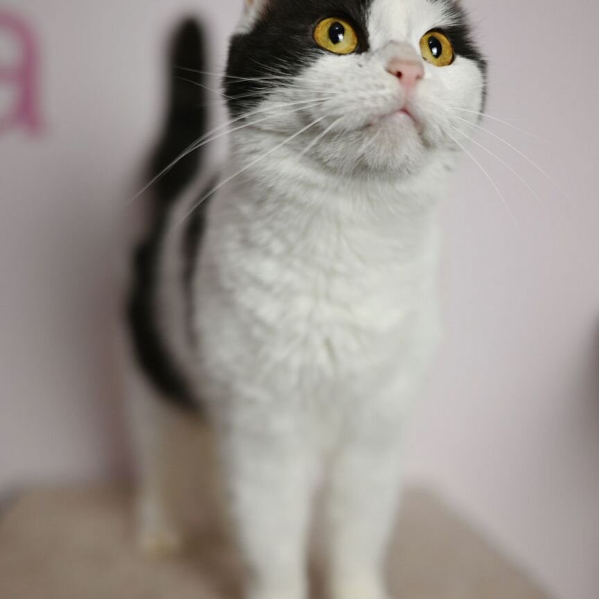 Милая кошка (из приюта)