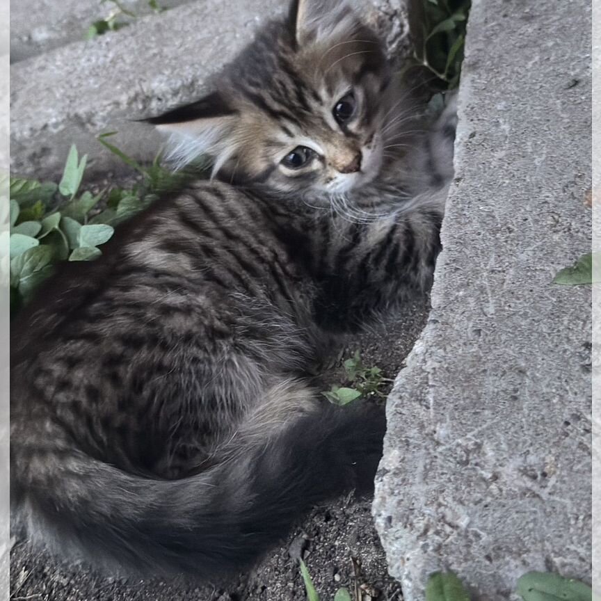 Котёнок в добрые руки