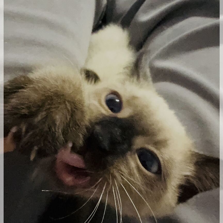 Сиамский котёнок