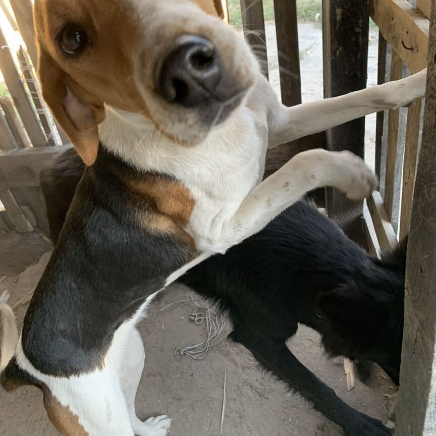 Отдам собак в добоые руки