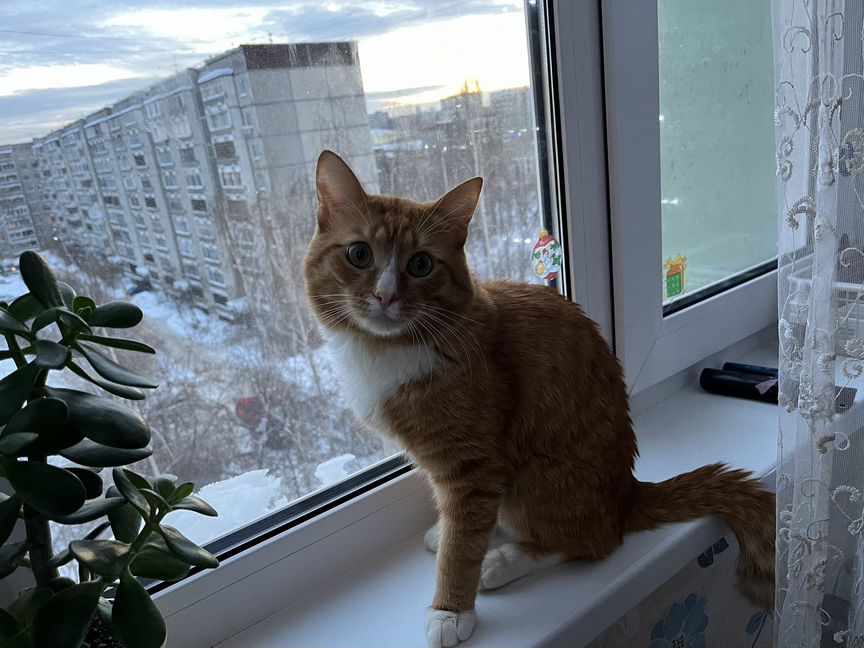 Котдам кота симбу в добрые руки