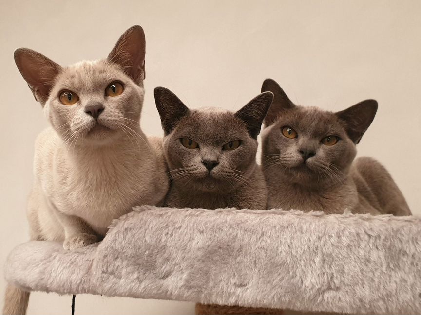 Котятки бурмы разных окрасов