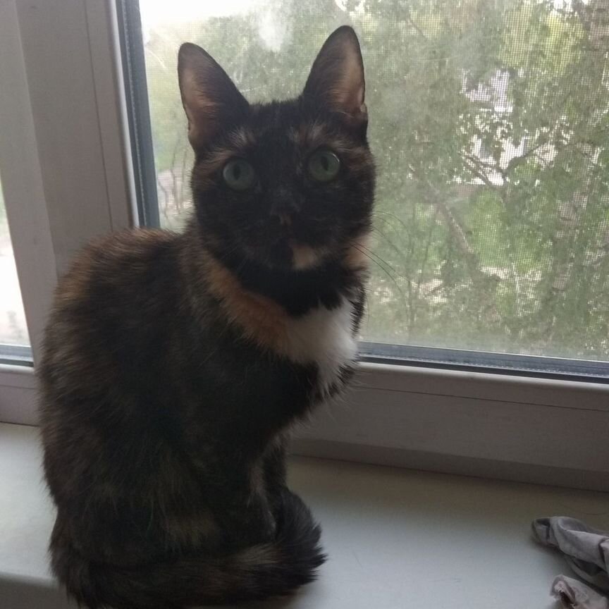 Ищем котикам дом