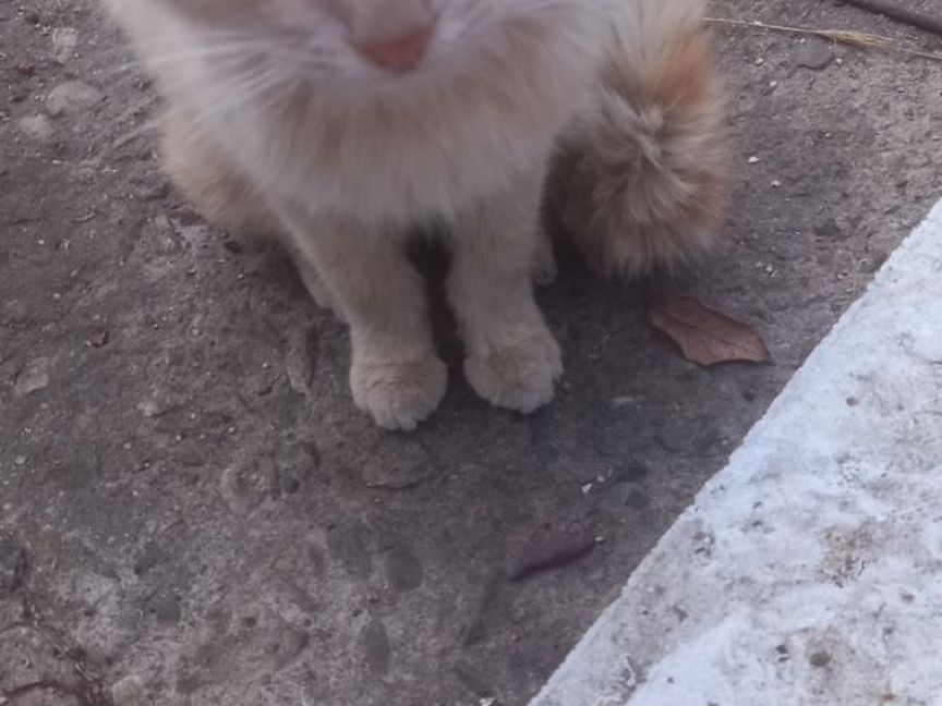 Котик