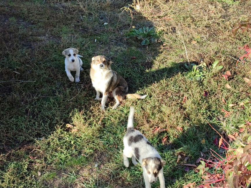 Щенки в добрые руки