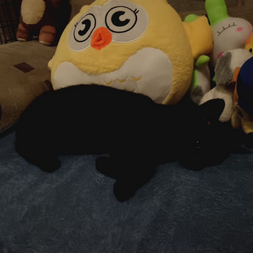 Котенок. Мальчик. 3.5 мес. В добрые руки