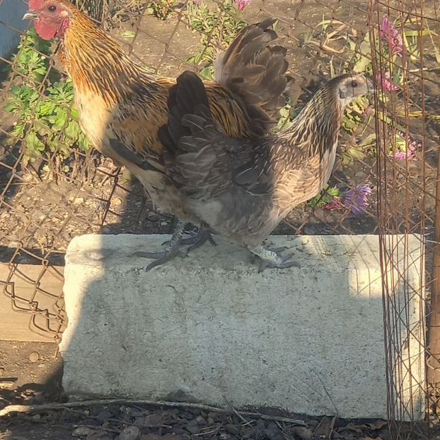 Продаю семью, лакеданз