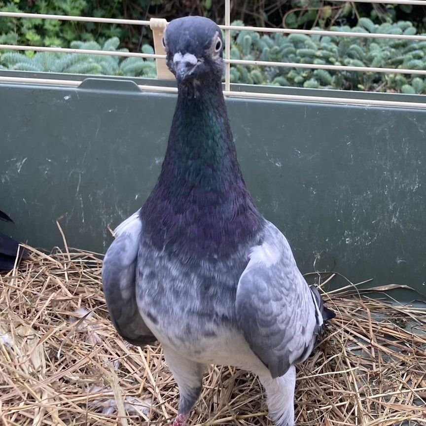 Голуби Дереши высоколетные