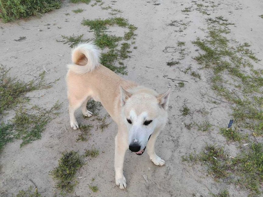 Отдам бесплатно