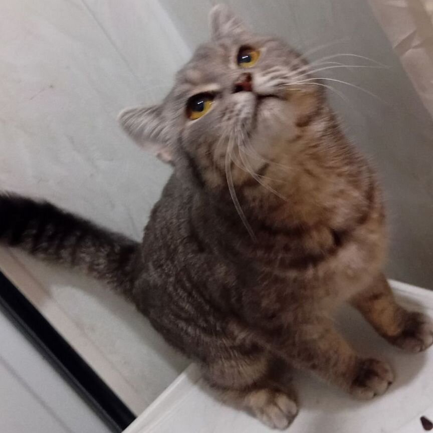 Взрослая, Девочка кошка в добрые руки