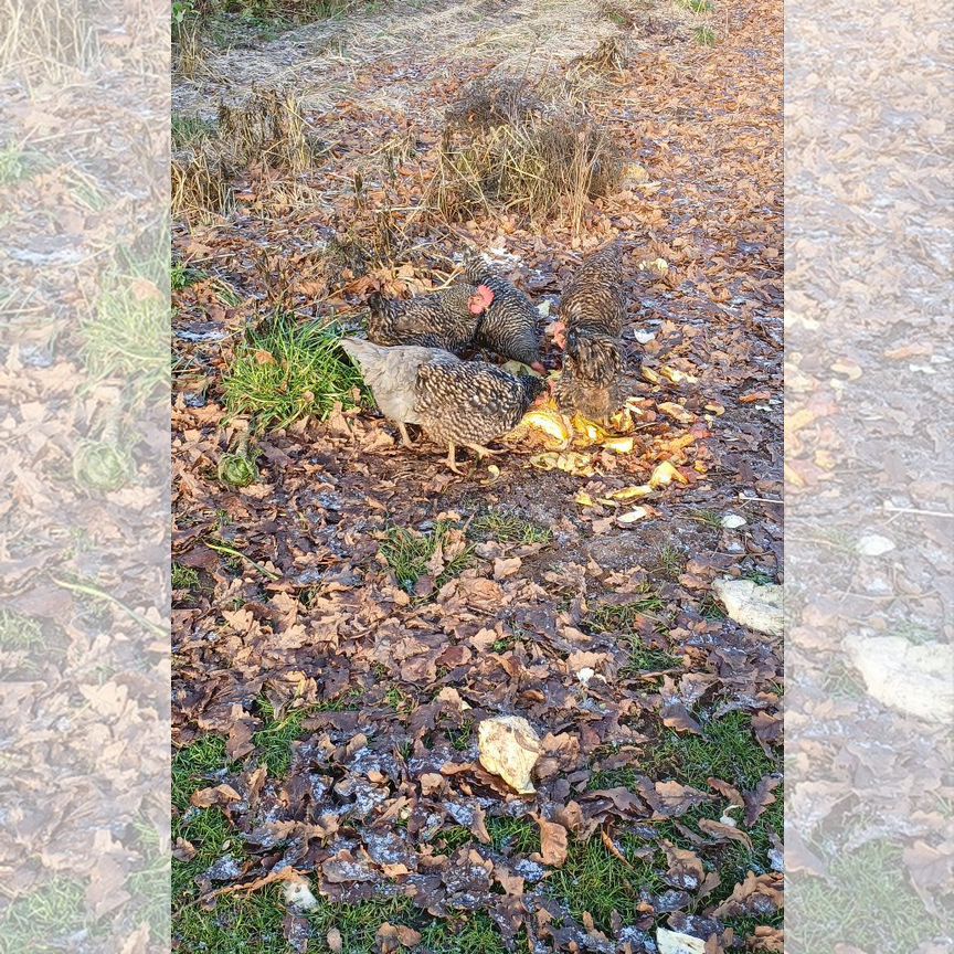 Куры несушки доминант