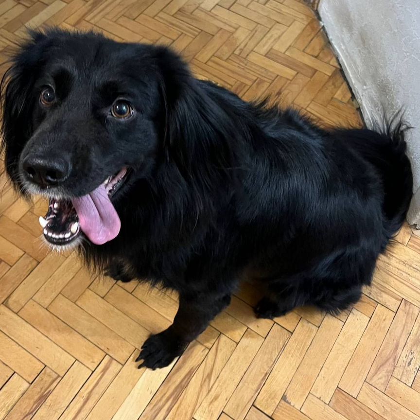 Взрослая собака в добрые руки