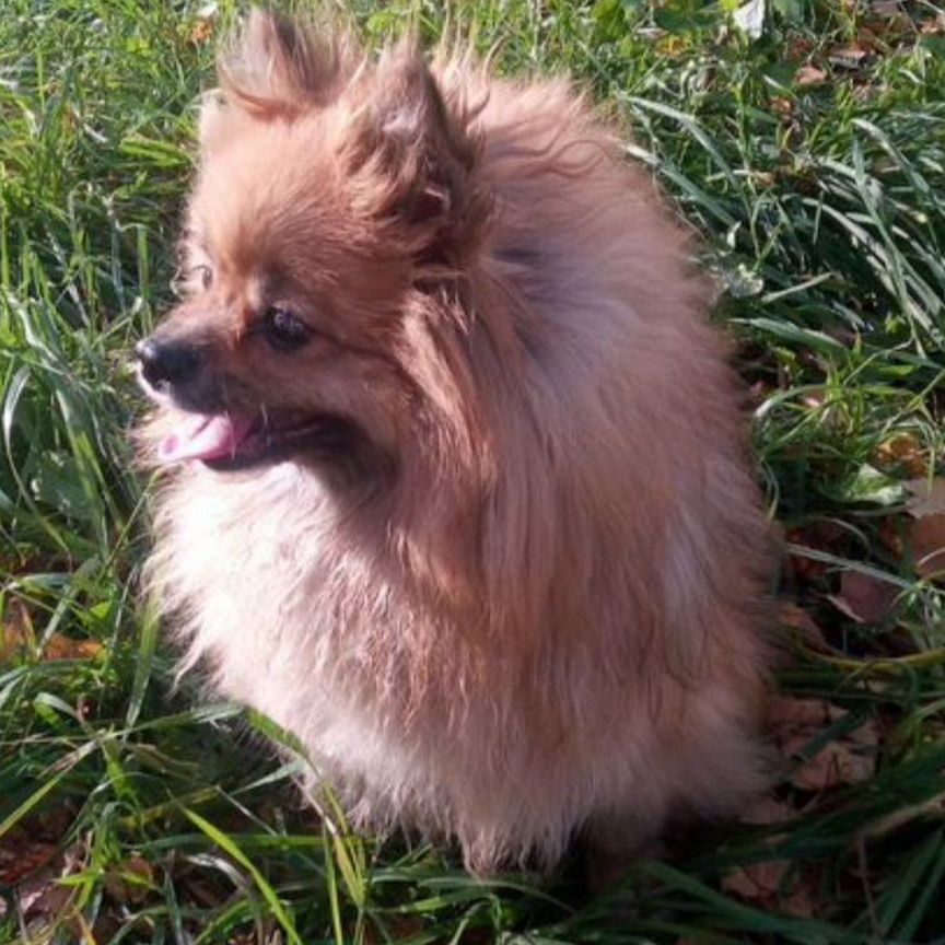 Померанский шпиц, щенок