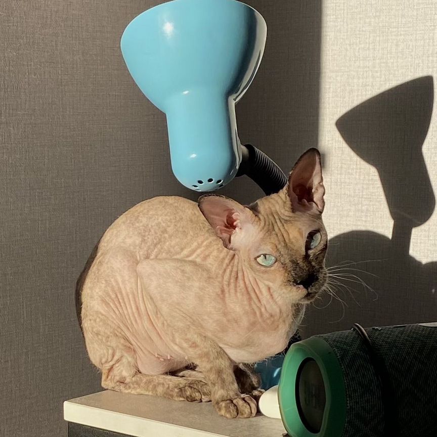 Канадский сфинкс котёнок