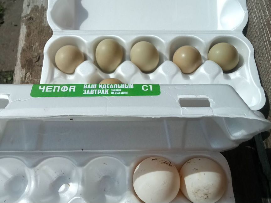 Птица