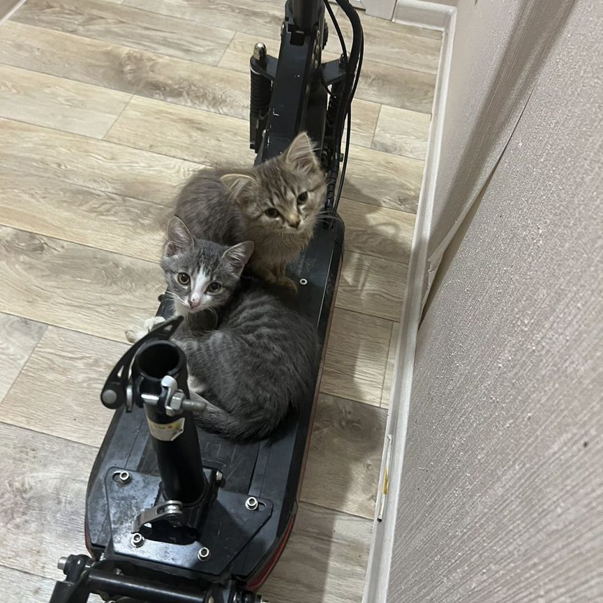 Котята в добрые руки даром девочка