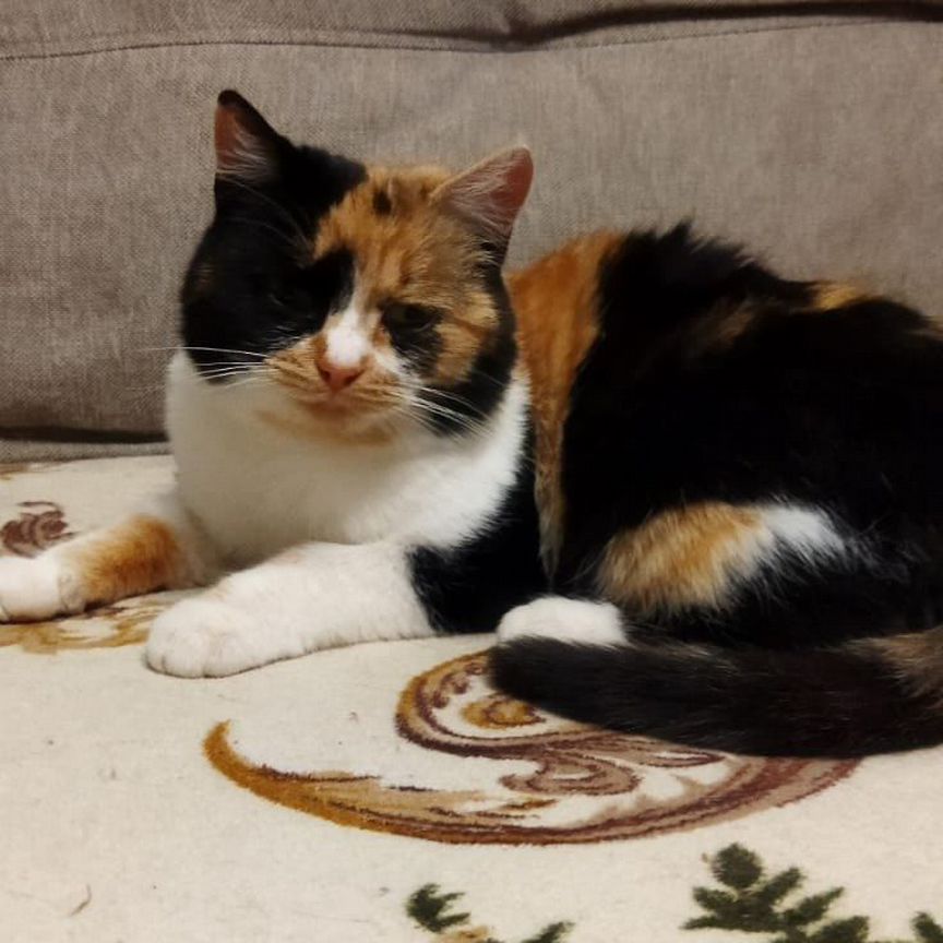 Отдают в добрые руки